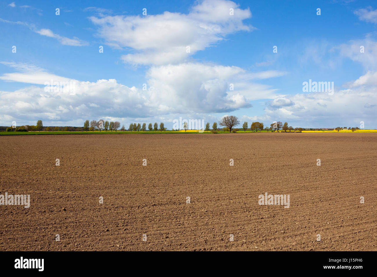 lines and patterns in plowed soil with poplar trees and woodland on the ...