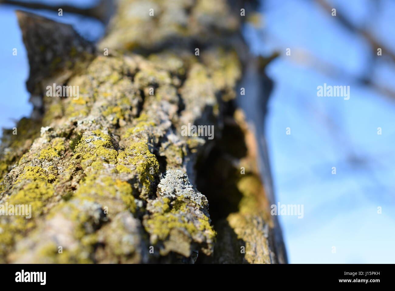 Spongy moss hi-res stock photography and images - Alamy