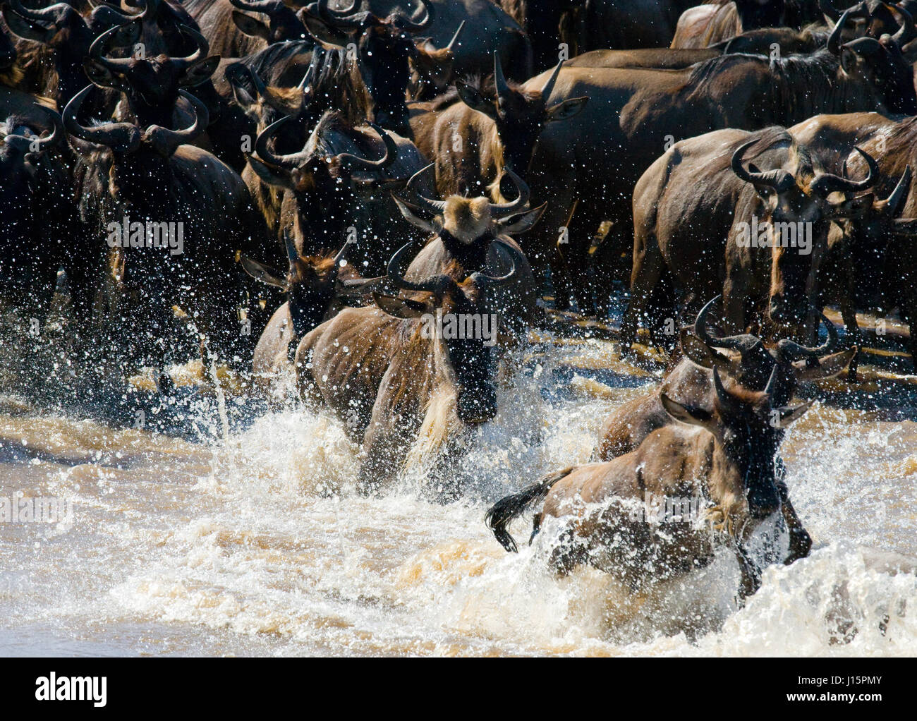 Wildebeests are crossing Mara river. Great Migration. Kenya. Tanzania ...