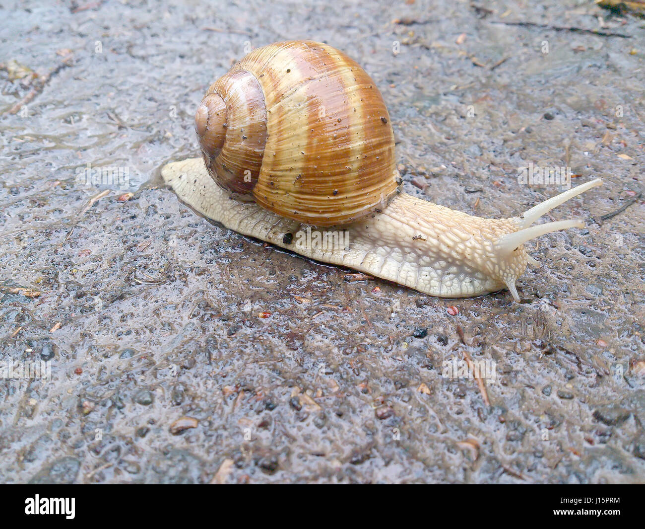 Snail crawling on wet surface. Wild animal closeup. Snail shell brown ...