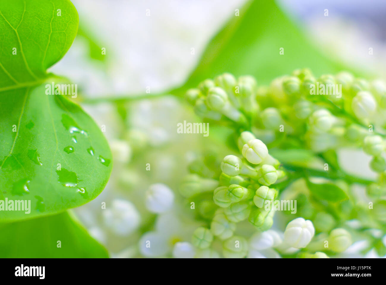 Spring gentle flower with rain drop on green leaf. Blossoming white ...
