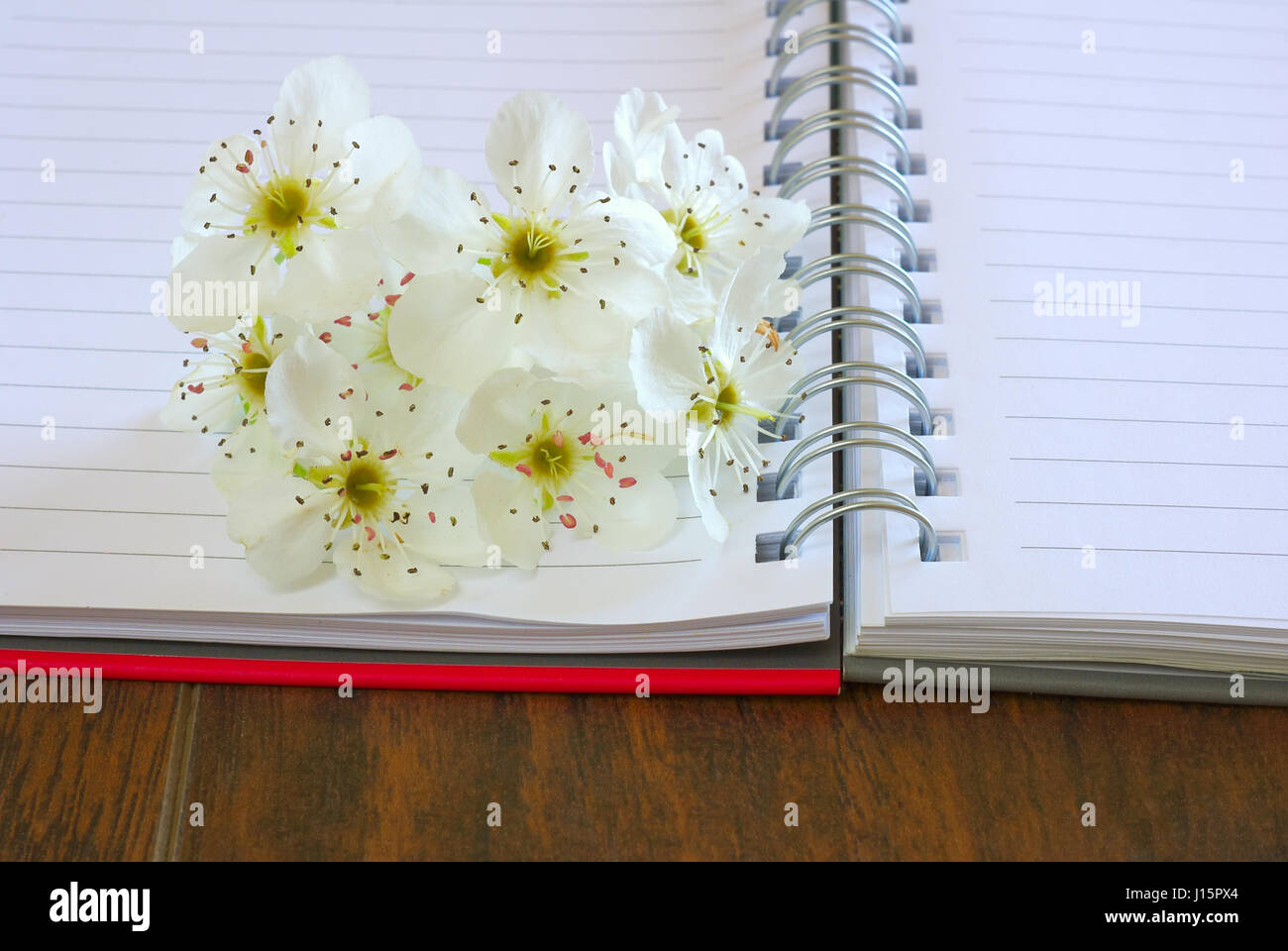 Love lyrics diary. Open blank notebook with spring flower blossom ...