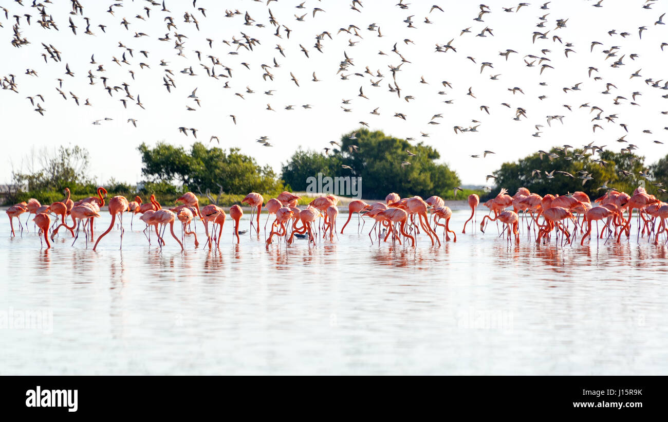 Group of flamingos near Rio Lagartos, Mexico with a flock of royal ...