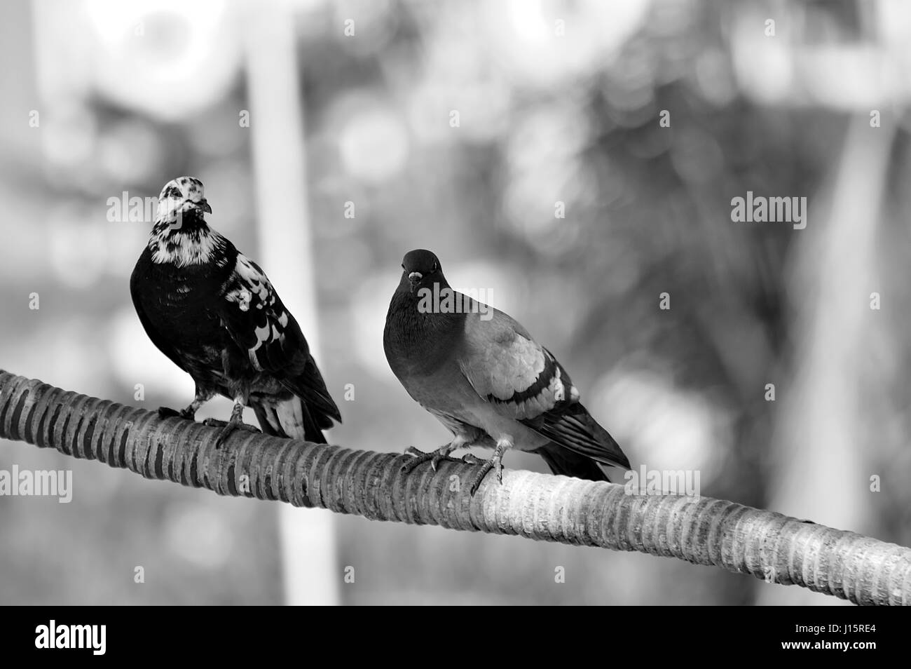 Two pigeons seated on a tree branch - black and white Stock Photo - Alamy