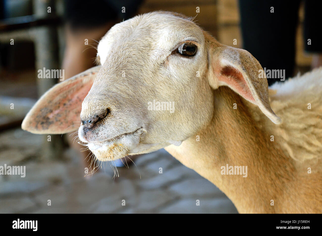 Baby lamb looking at the camera Stock Photo - Alamy