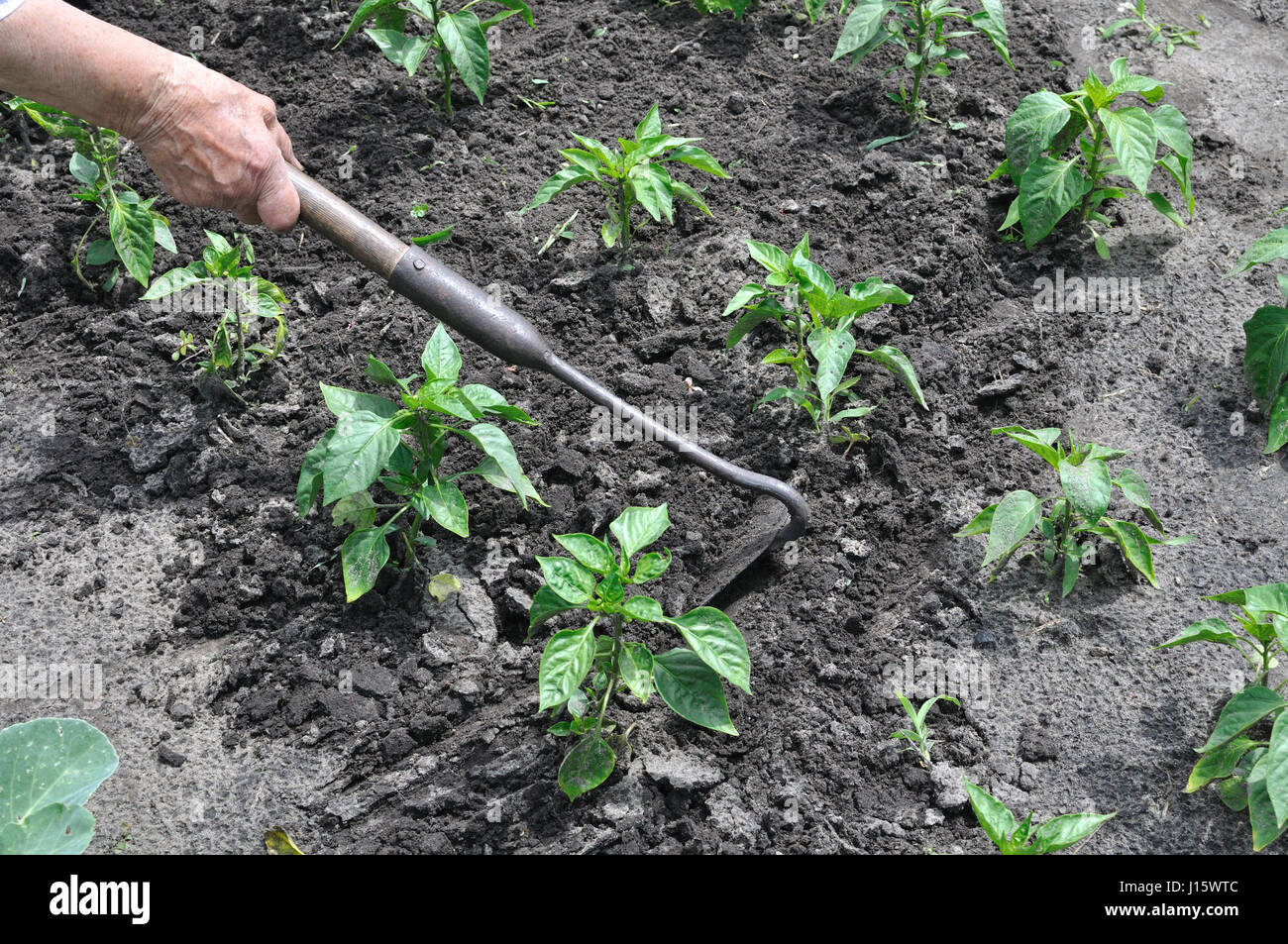 gardener pull up weeds with a hoe in the pepper plantation Stock Photo ...