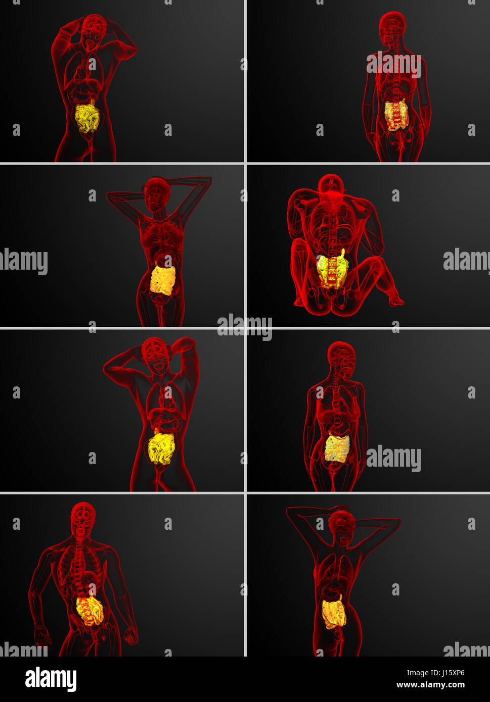 3d rendering illustration of the small intestine Stock Photo - Alamy