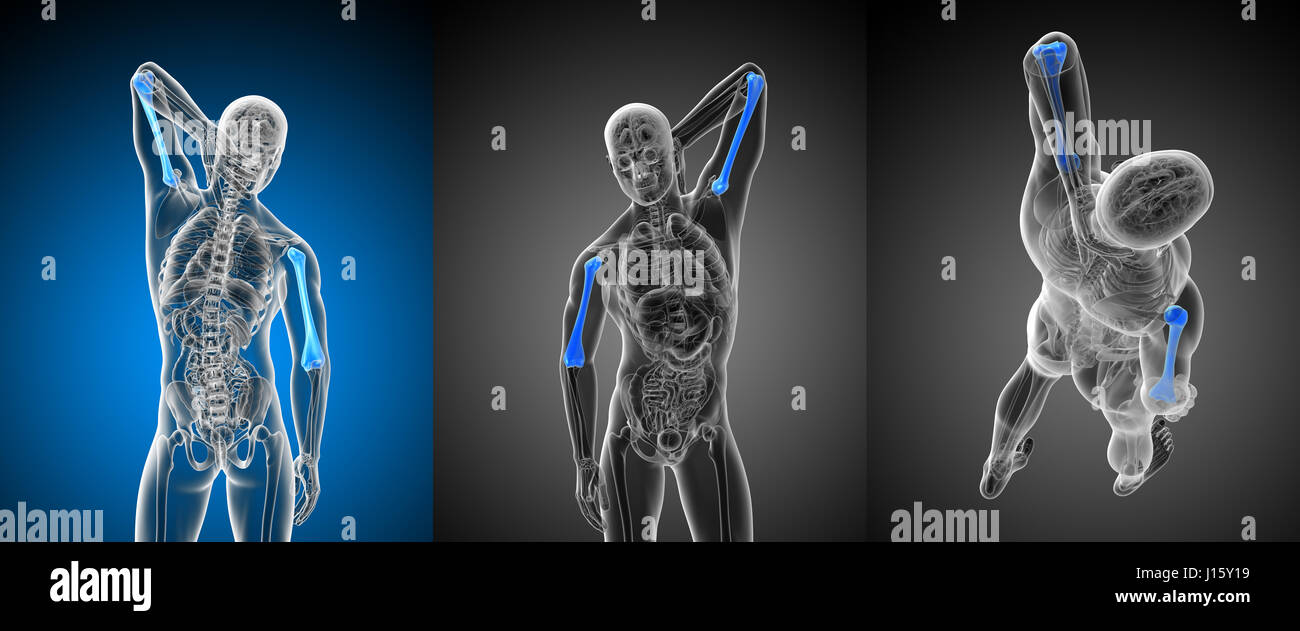 3d rendering medical illustration of the humerus bone Stock Photo - Alamy