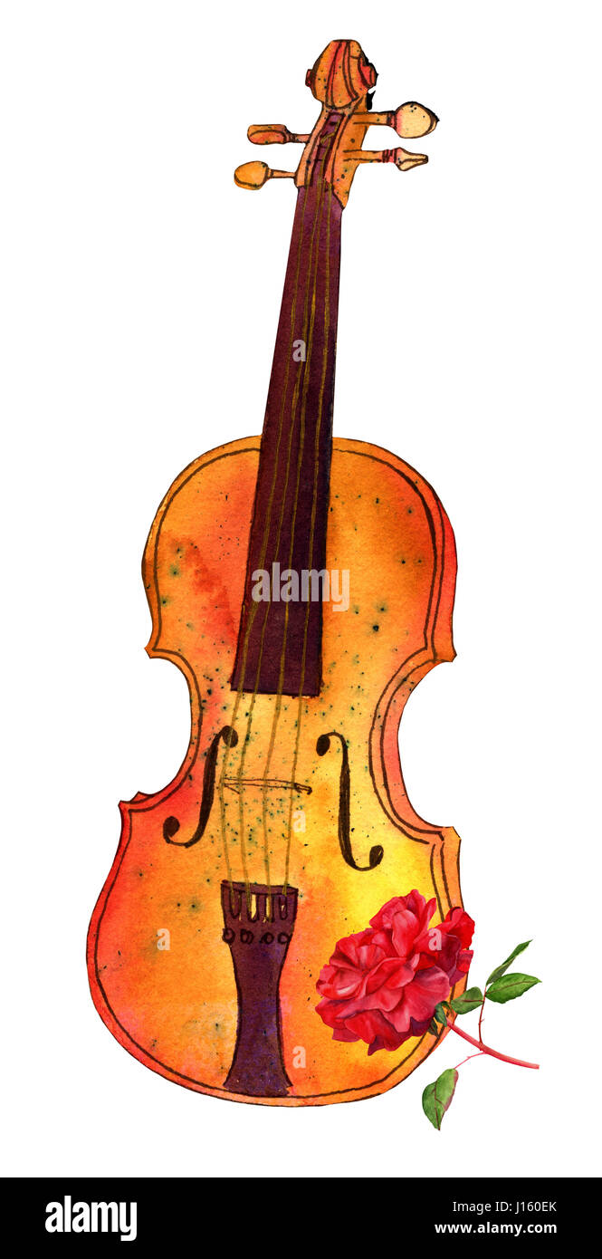 A watercolour and ink drawing of a violin with a red rose, isolated on ...