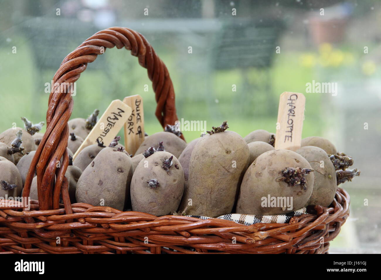 Seed potatoes 'Charlotte', 'Majestic' and Red Duke of York chitting on ...