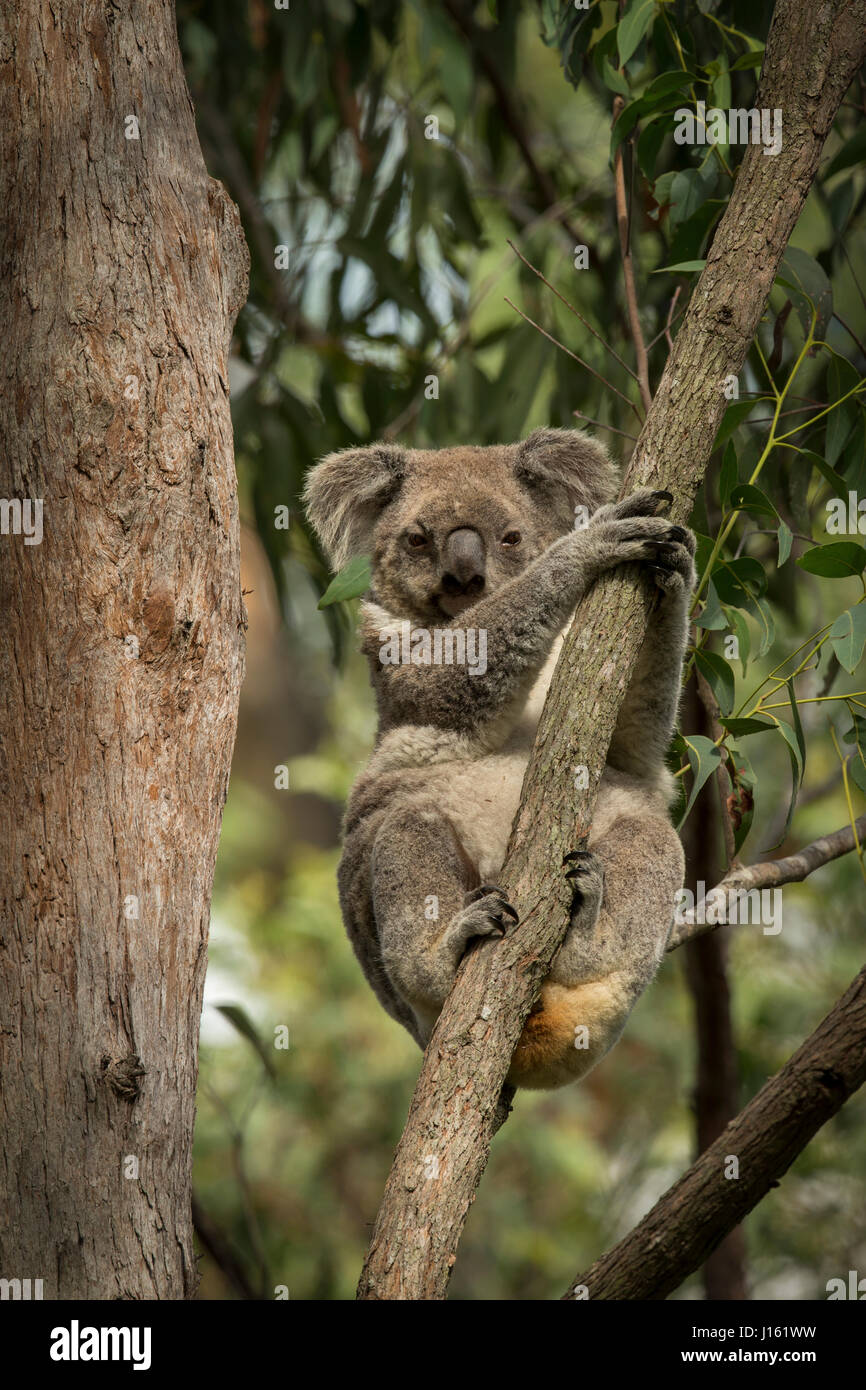 A wild koala bear photographed on the outskirts of Brisbane, Queensland ...