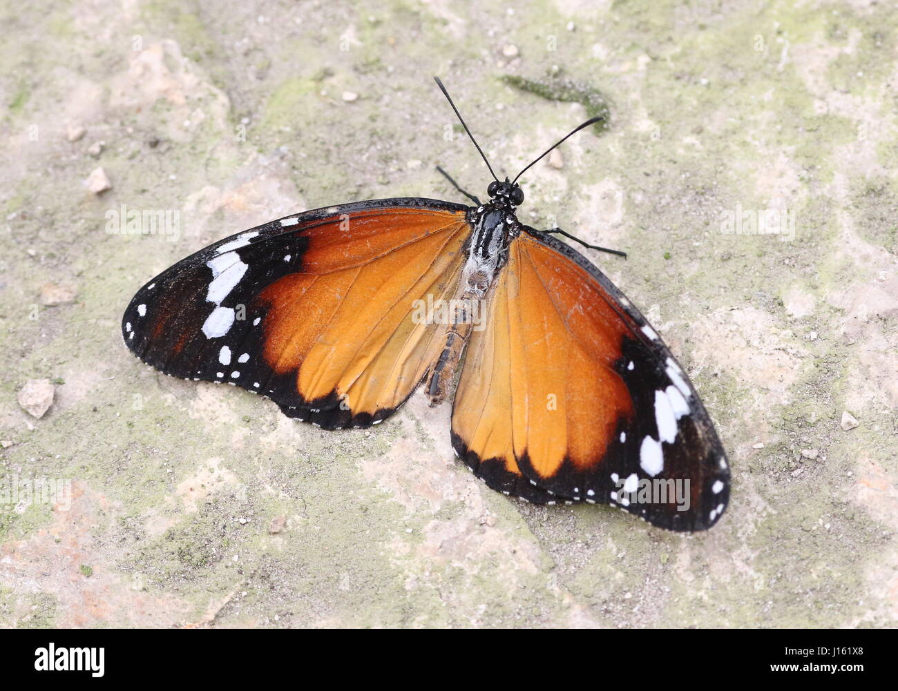 South african butterfly hi-res stock photography and images - Alamy