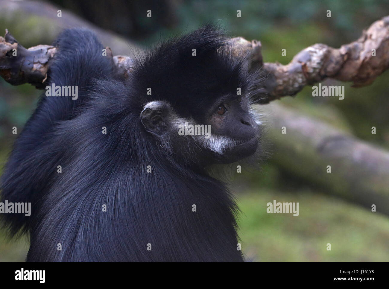 Langur monkey and vietnam hi-res stock photography and images - Alamy