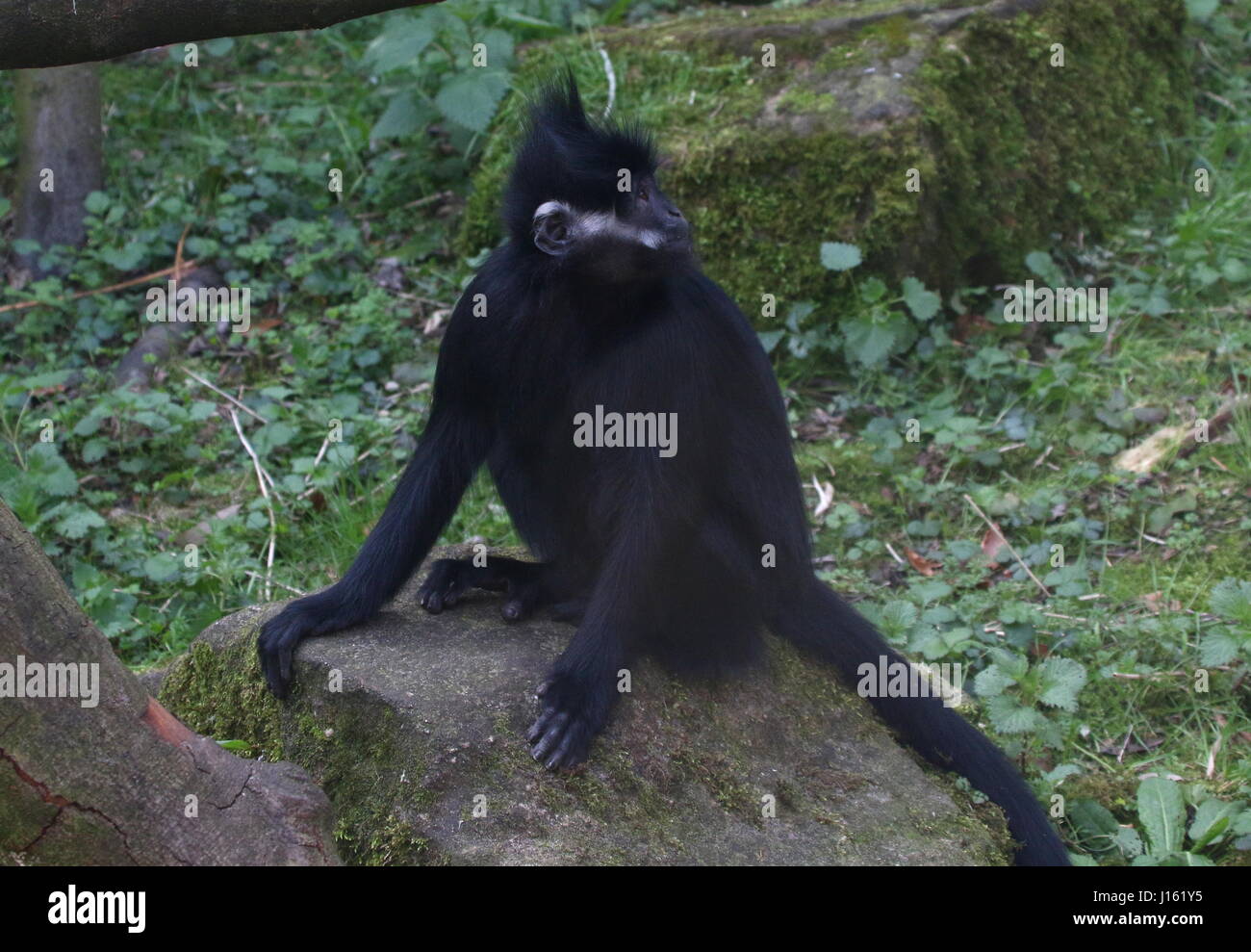 Southeast Asian François' Langur (Trachypithecus francoisi), a.k.a ...