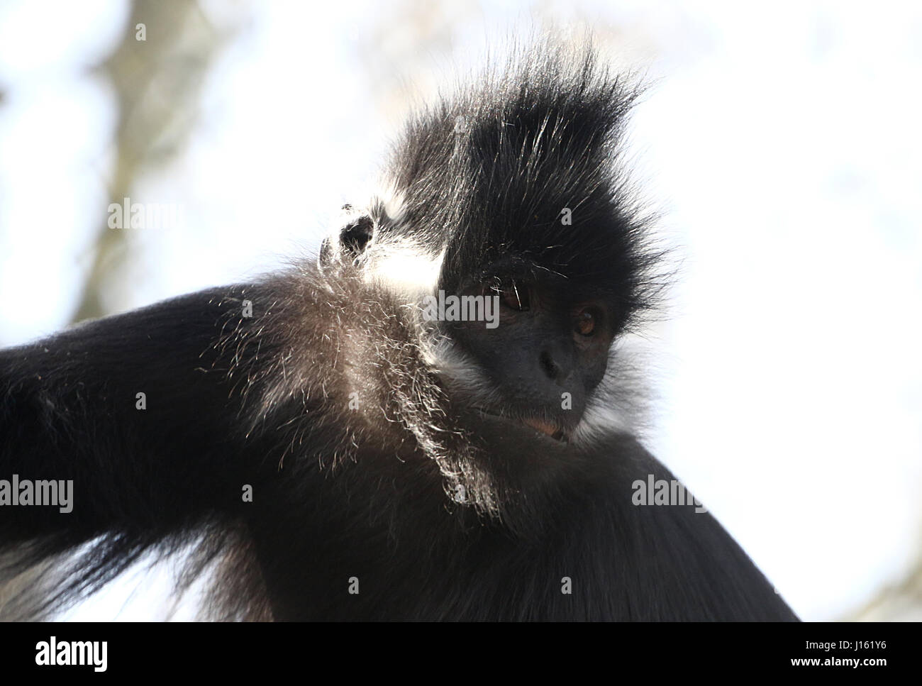 Contemplative monkey hi-res stock photography and images - Alamy