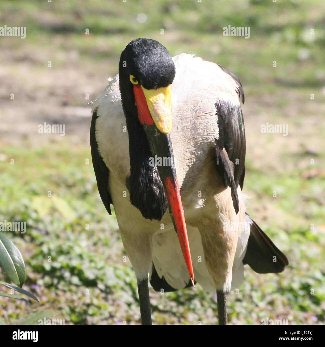 Female West African Saddle billed stork (Ephippiorhynchus senegalensis ...