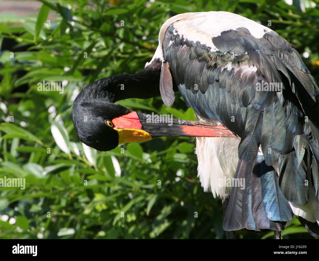 Female West African Saddle billed stork (Ephippiorhynchus senegalensis ...