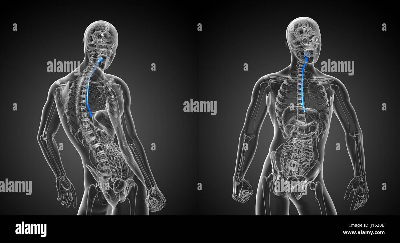 3d rendering illustration of the esophagus Stock Photo - Alamy
