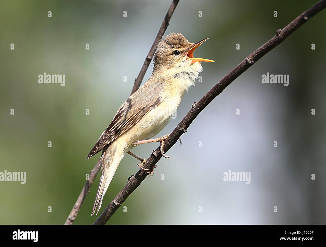 European Reed Warbler (Acrocephalus scirpaceus) in exuberant song Stock ...