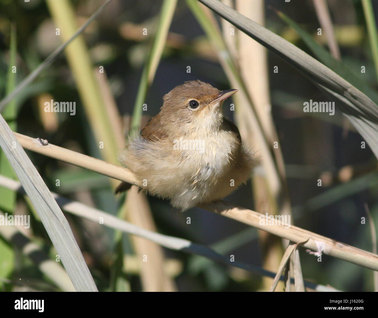 Reed Warbler