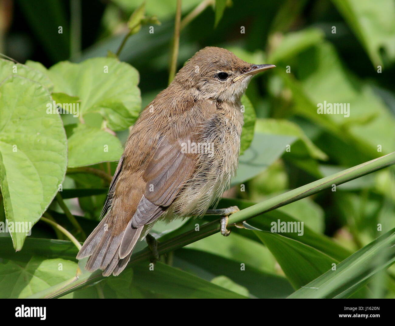Juvenile European Reed Warbler (Acrocephalus scirpaceus) posing in the ...