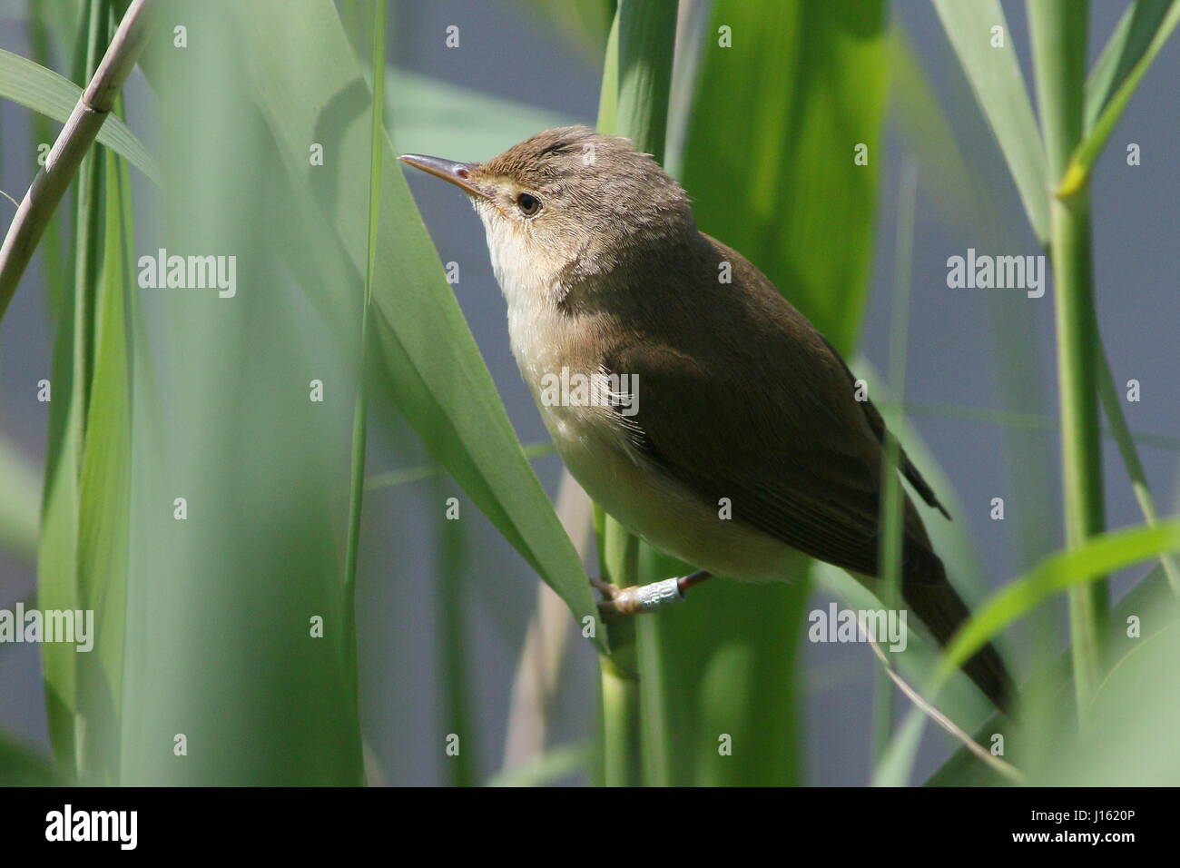 European Reed Warbler (Acrocephalus scirpaceus Stock Photo - Alamy