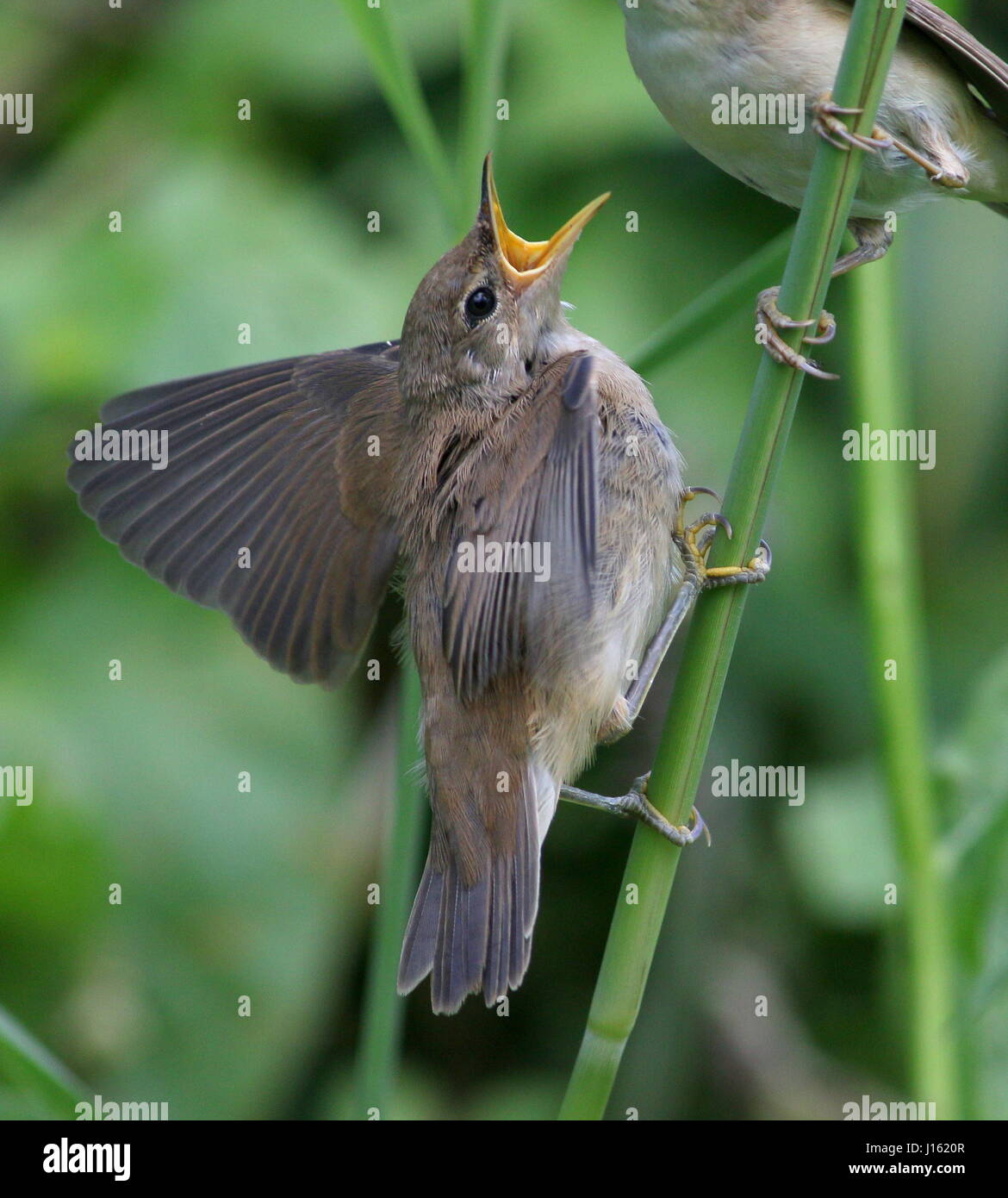 Excited juvenile European Reed Warbler (Acrocephalus scirpaceus ...