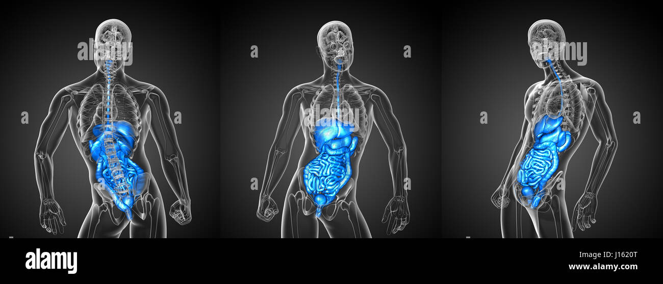 3d rendering medical illustration of the human digestive system Stock ...