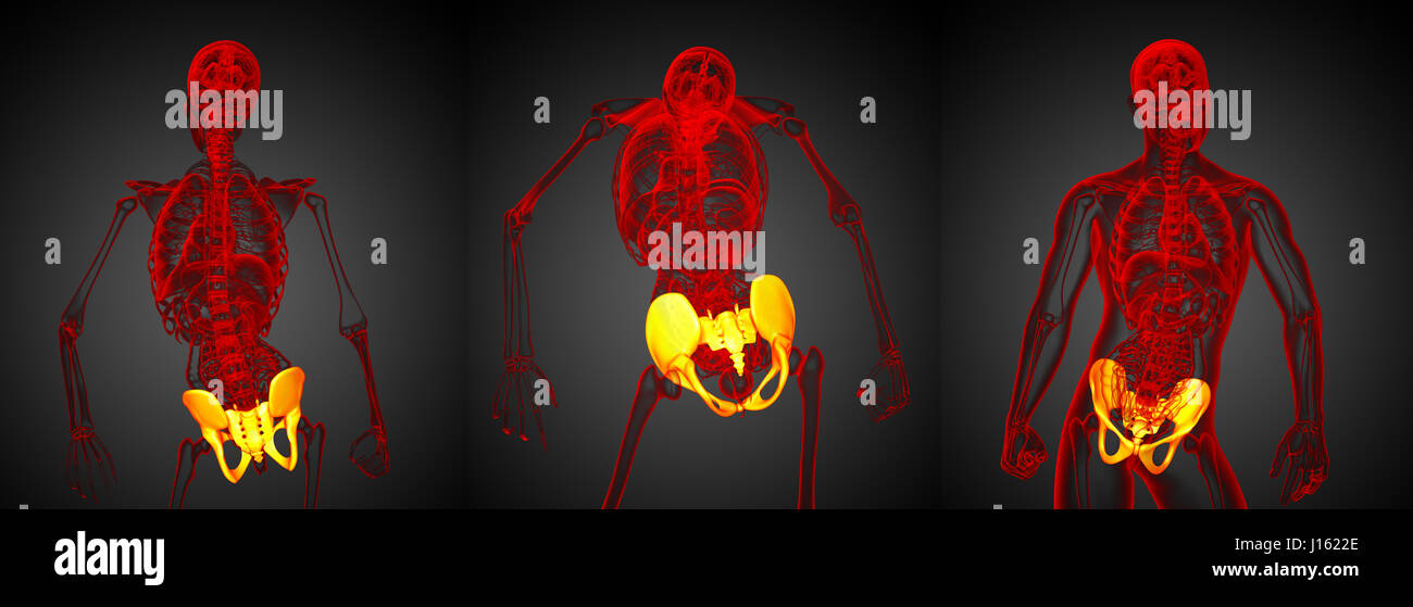 3D rendering medical illustration of the pelvis bone Stock Photo - Alamy