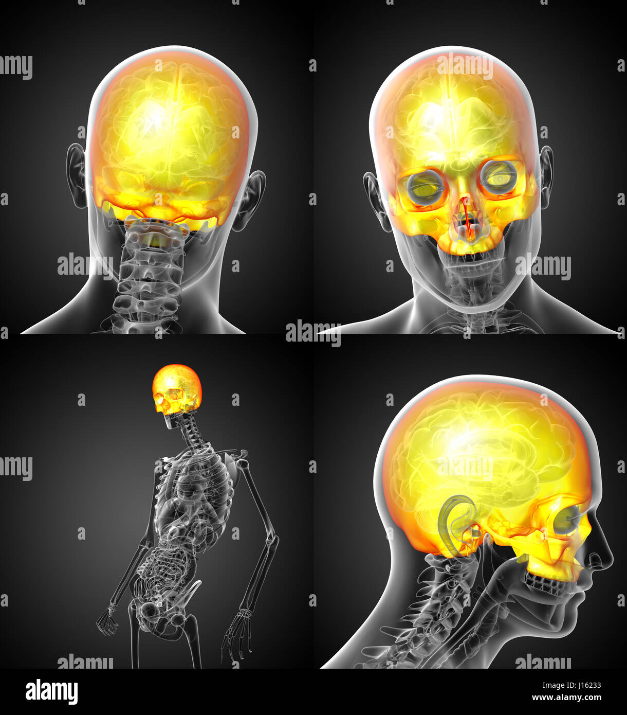 3d rendering medical illustration of the upper skull Stock Photo - Alamy