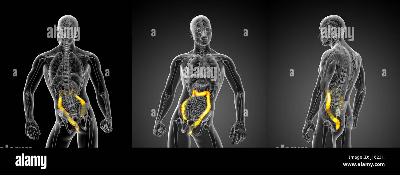 Large intestine and bladder hi-res stock photography and images - Alamy