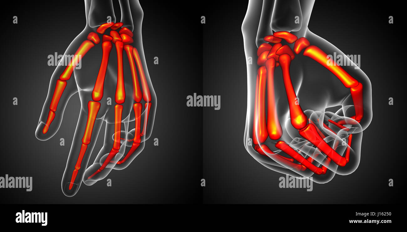 3d rendering illustration of the skeleton hand Stock Photo - Alamy