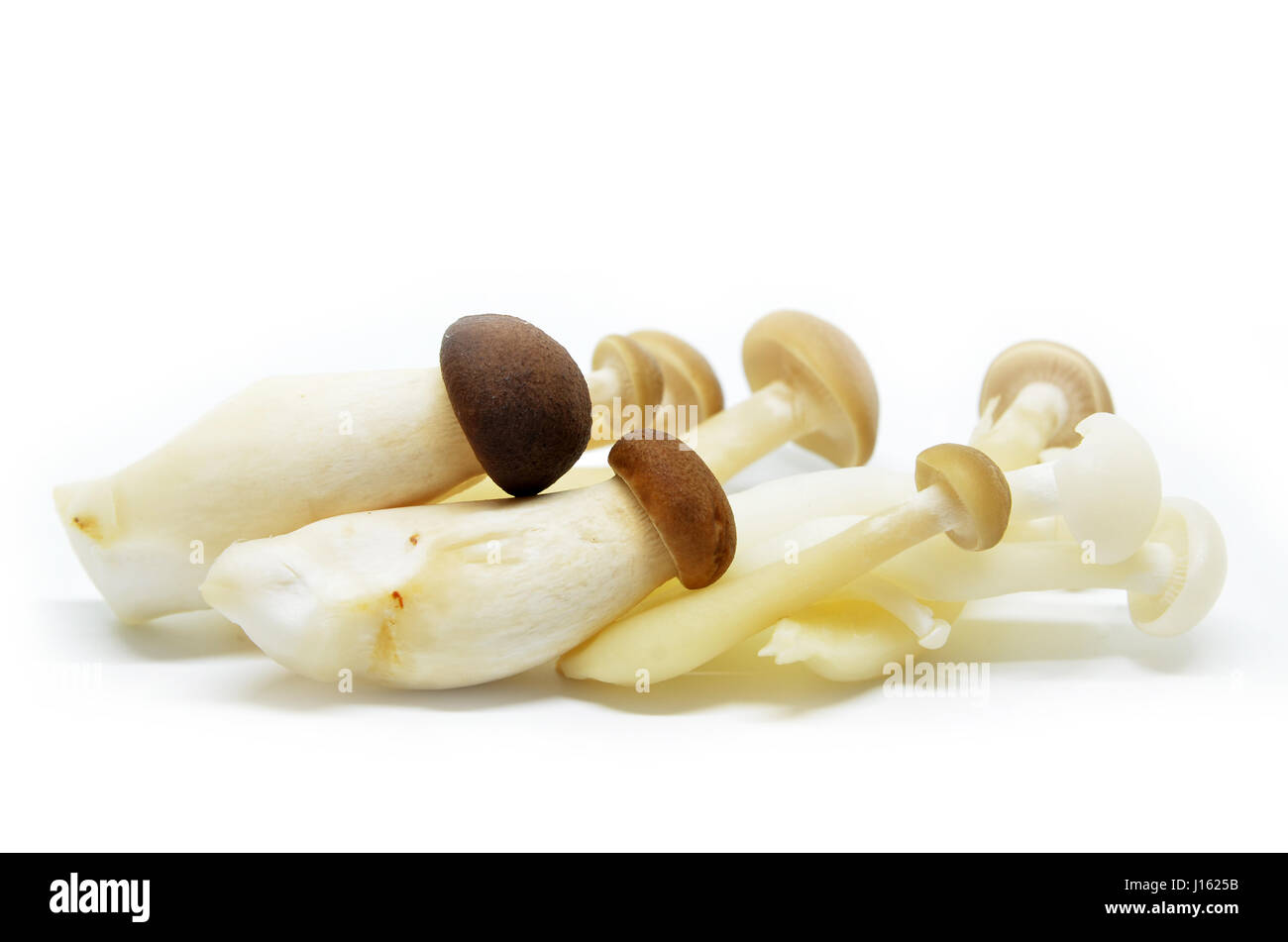 Fresh shimeji mushroom isolated on white background Stock Photo - Alamy