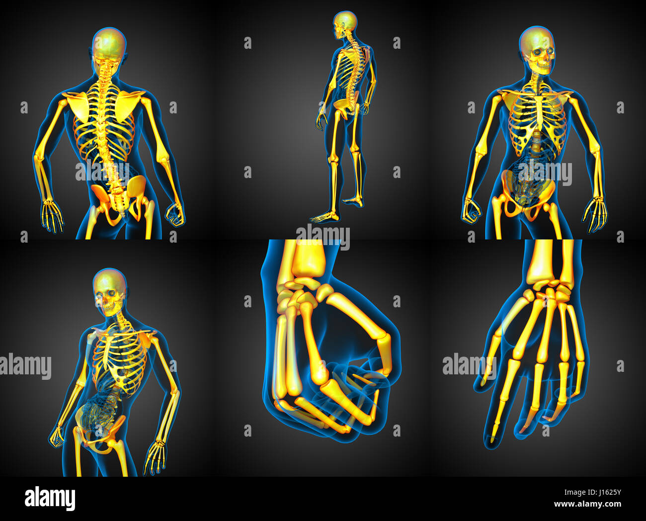 3D rendering medical illustration of the human skeleton Stock Photo - Alamy
