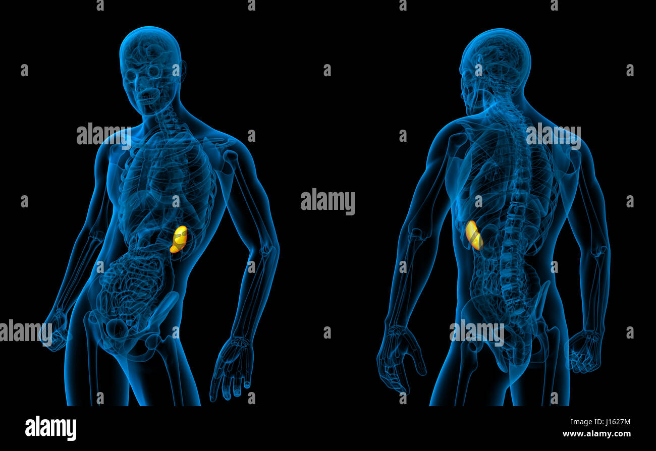3d rendering medical illustration of the spleen Stock Photo - Alamy