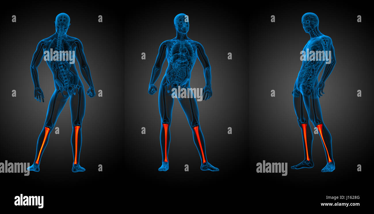 3d rendering medical illustration of the tibia bone Stock Photo - Alamy