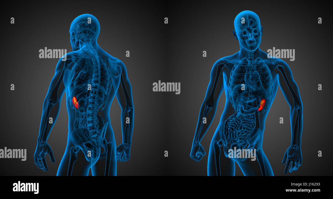 3d rendering medical illustration of the spleen Stock Photo - Alamy
