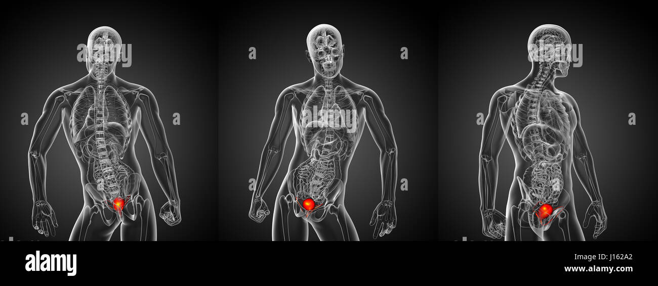 3d rendering medical illustration of the bladder Stock Photo - Alamy