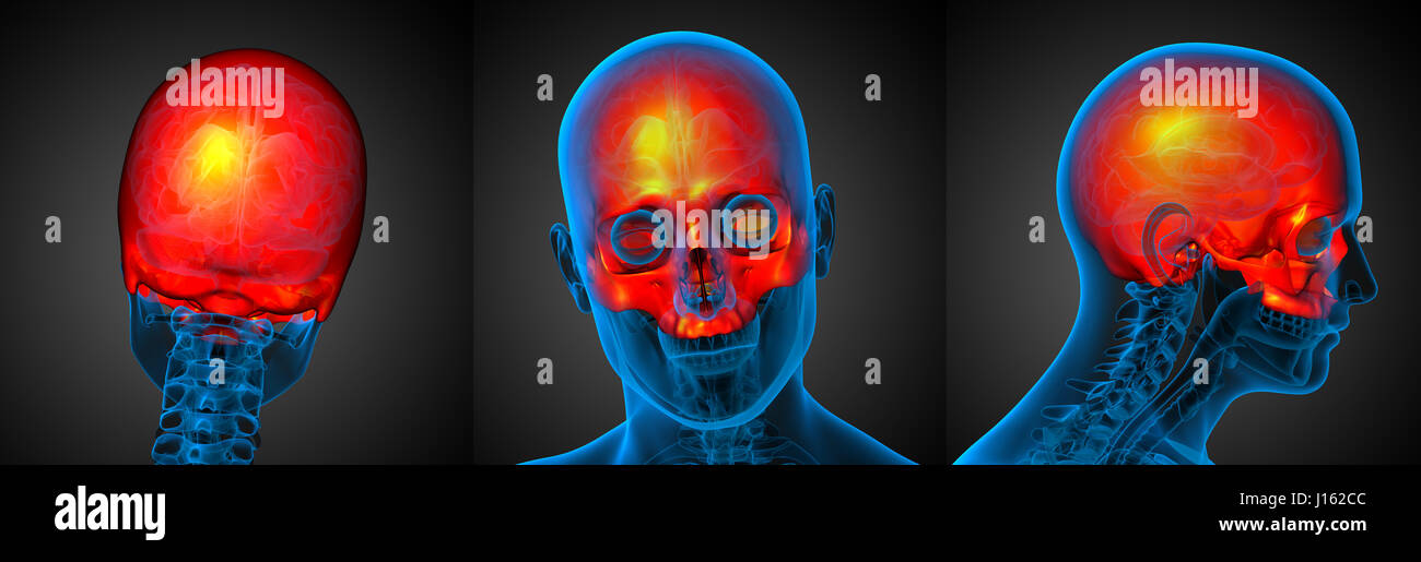 3d rendering medical illustration of the upper skull Stock Photo - Alamy