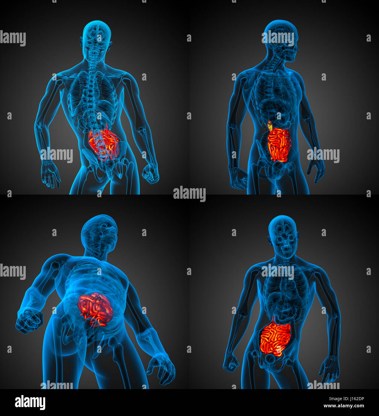 3d rendering illustration of the male small intestine Stock Photo - Alamy