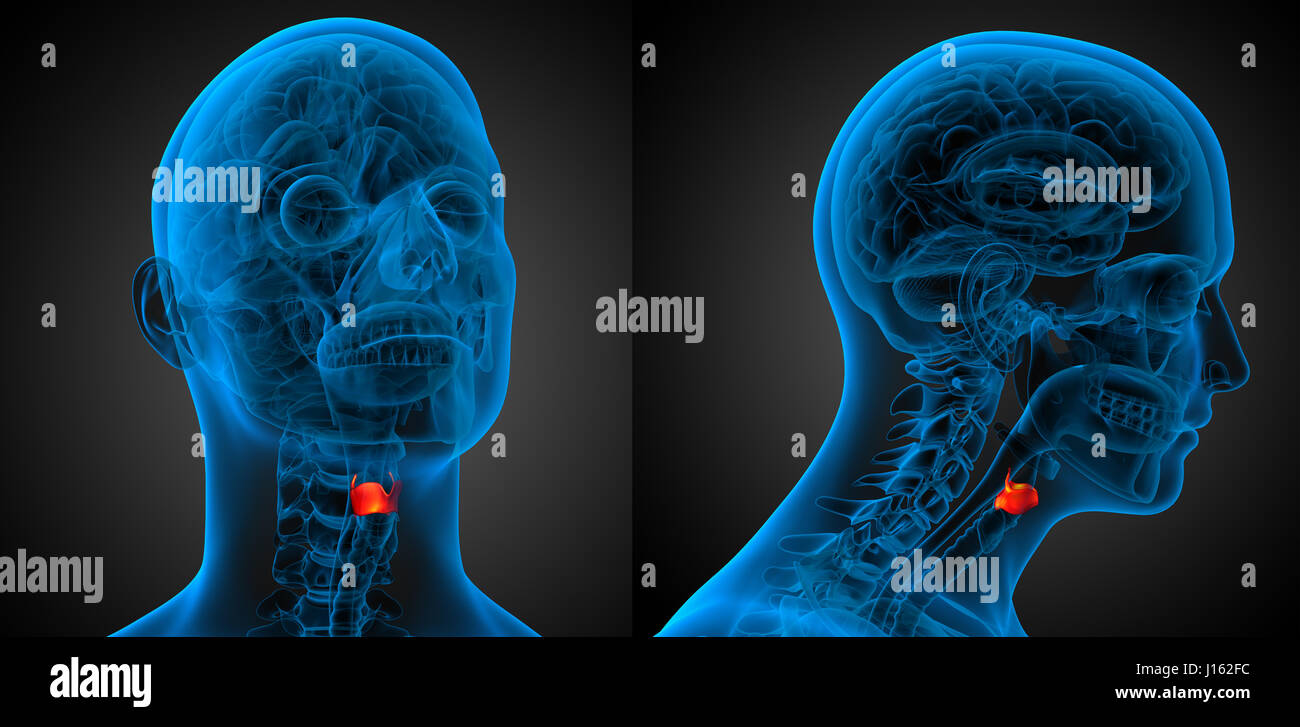 3d rendering medical illustration of the larynx Stock Photo - Alamy