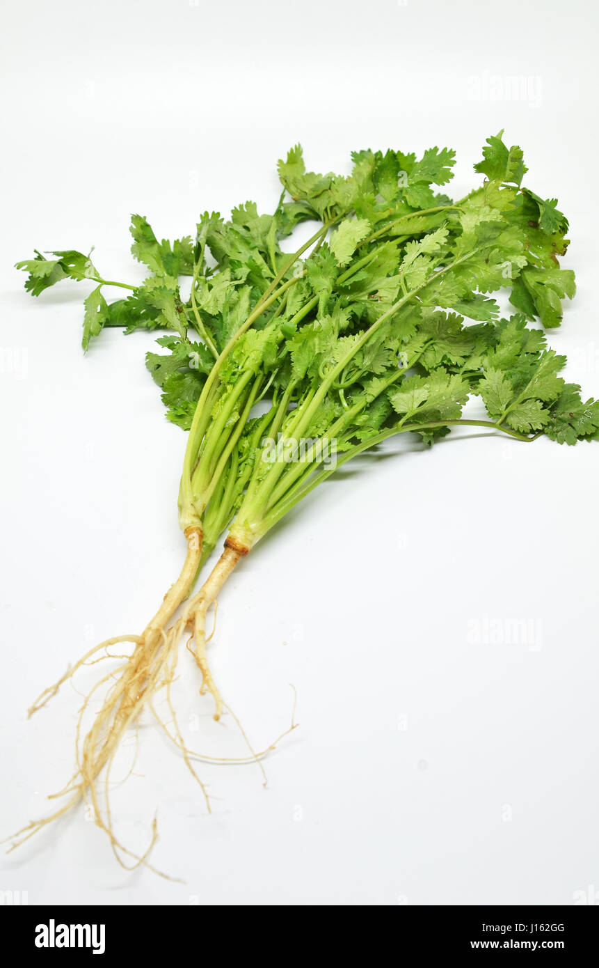 Fresh coriander bunch isolated on white background Stock Photo - Alamy
