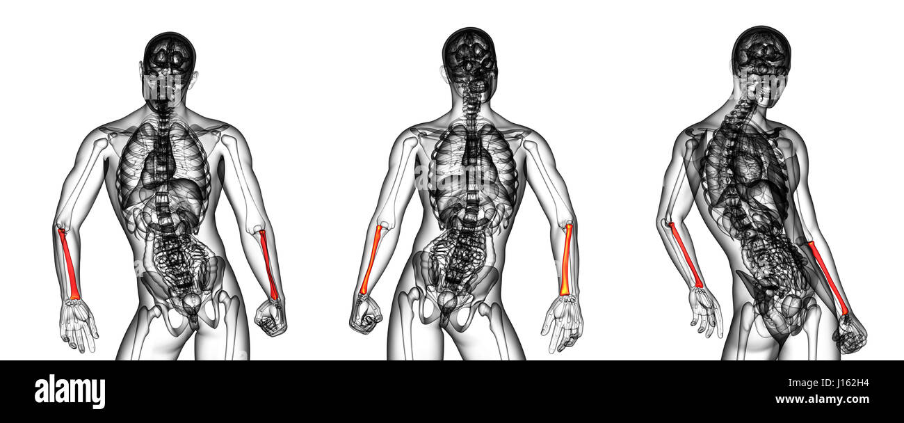 3d rendering medical illustration of the radius bone Stock Photo - Alamy