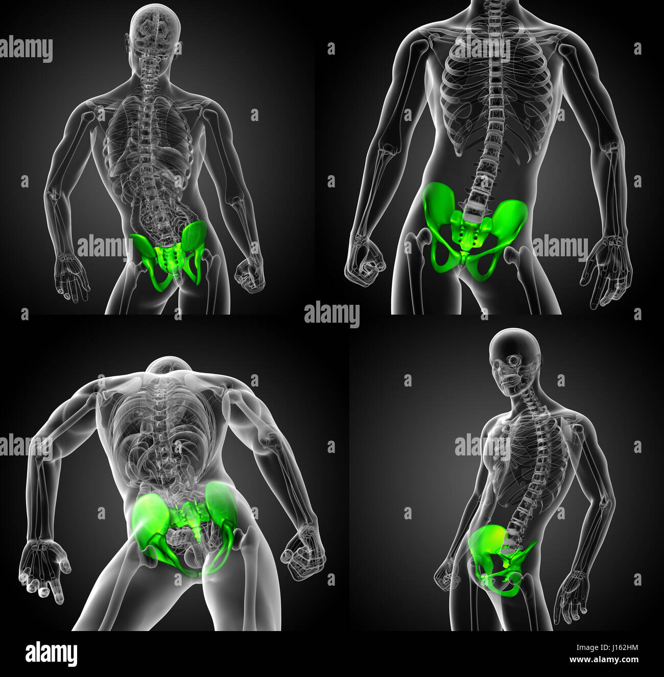 Hip bone hi-res stock photography and images - Alamy