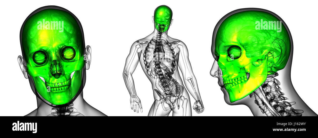 3d rendering medical illustration of the human skull Stock Photo - Alamy
