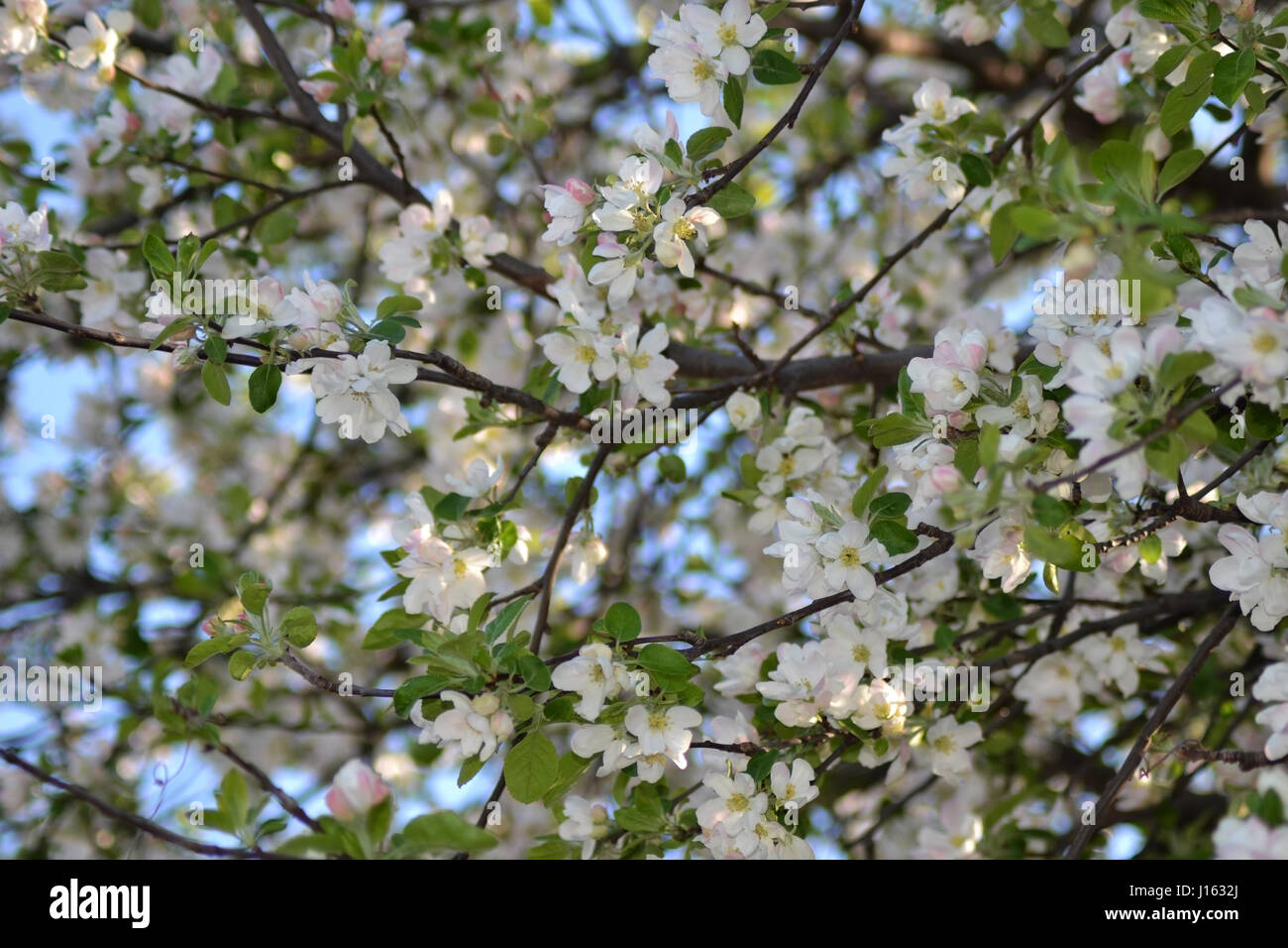 The lovely, colorful and fragrant spring. The flowers of the fruit ...