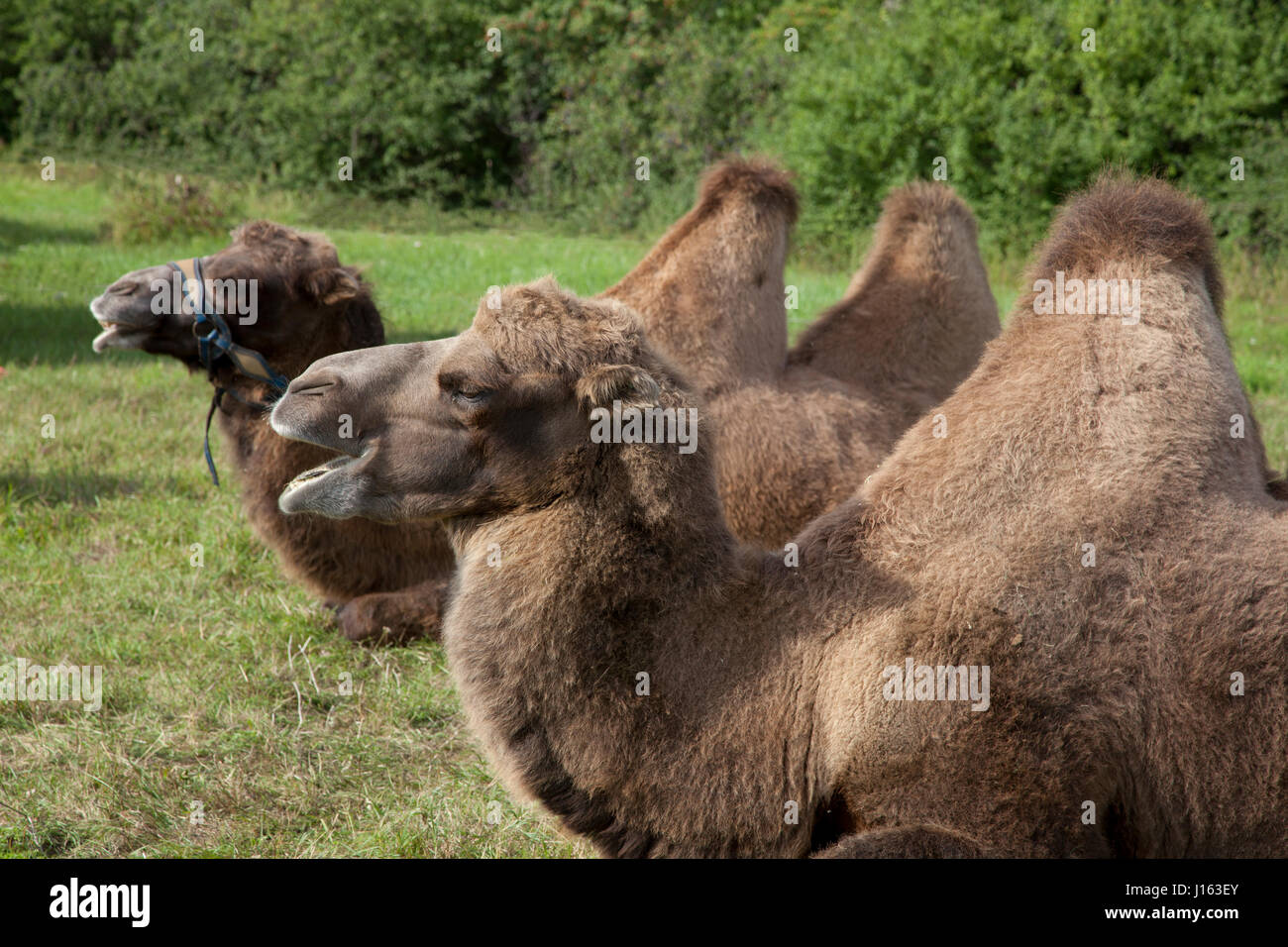 Kameler / Camels Stock Photo - Alamy