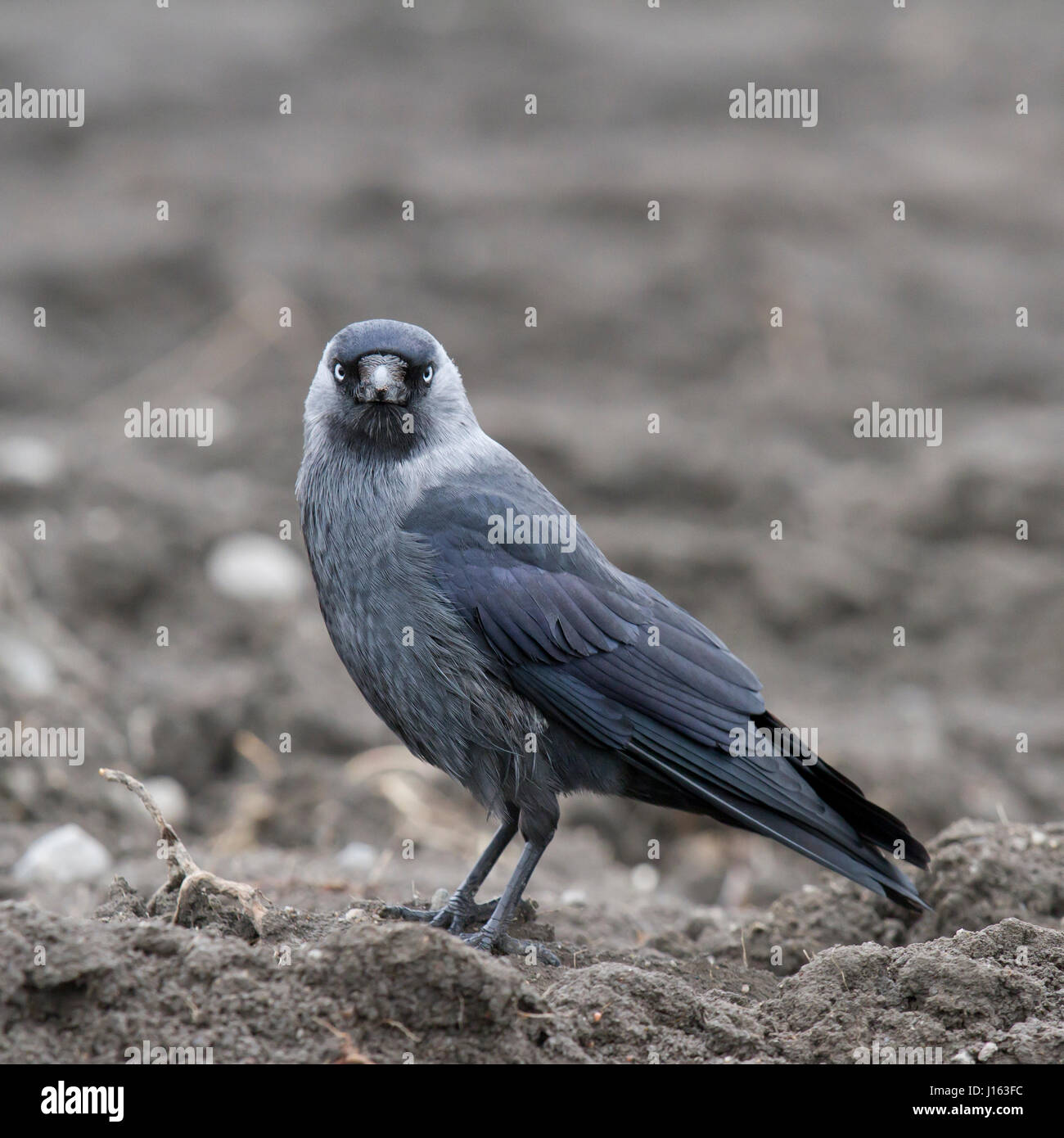 Kaja / Jackdaw Stock Photo - Alamy