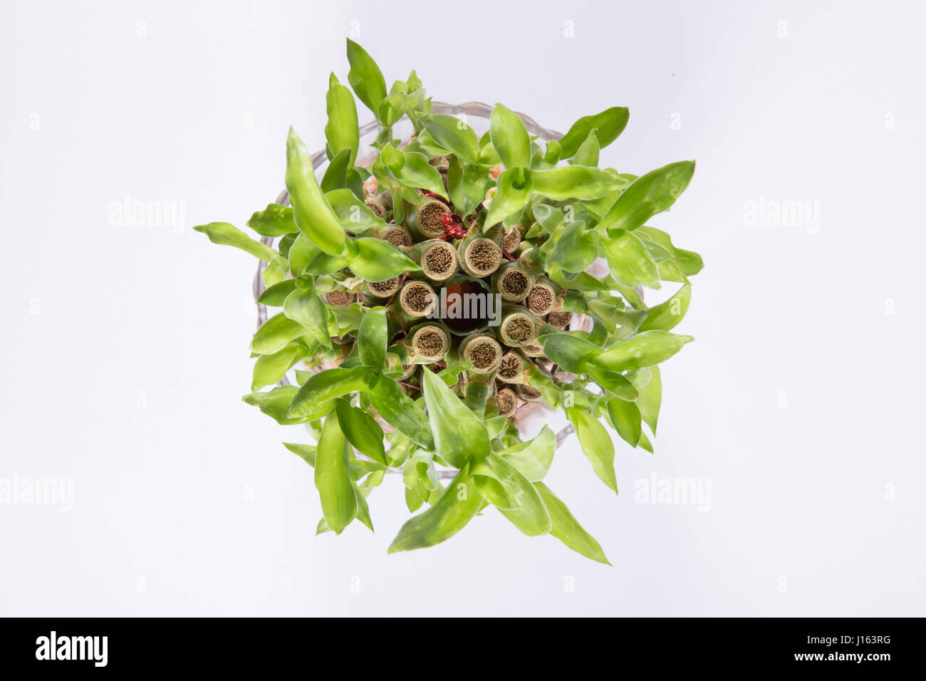 Goddess of mercy plant hi-res stock photography and images - Alamy