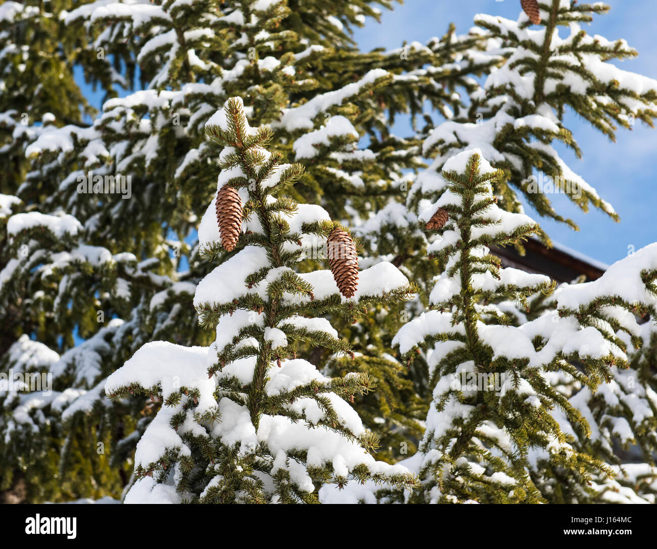 Snow covered alpine coniferous pine tree closeup with cones against ...